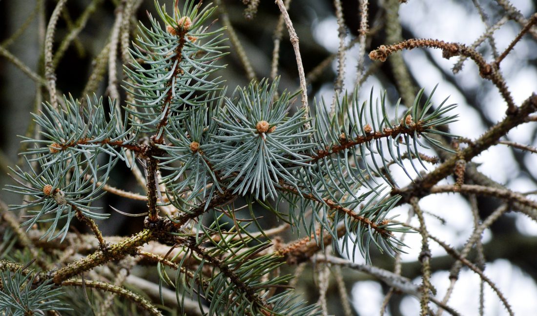 Colorado blue spruce fall to needle cast disease | News, Sports, Jobs ...
